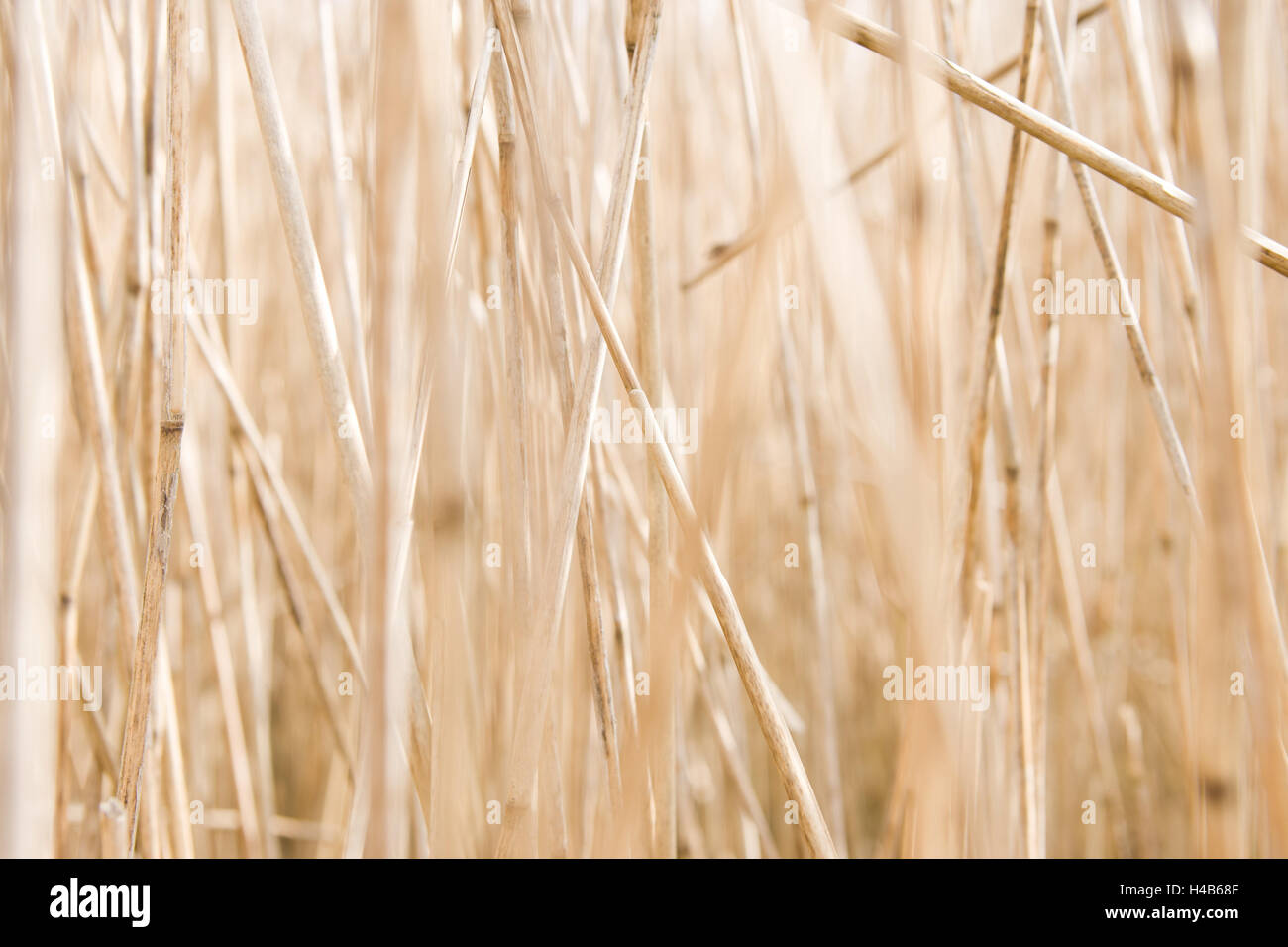 Reed beds swamp hi-res stock photography and images - Alamy