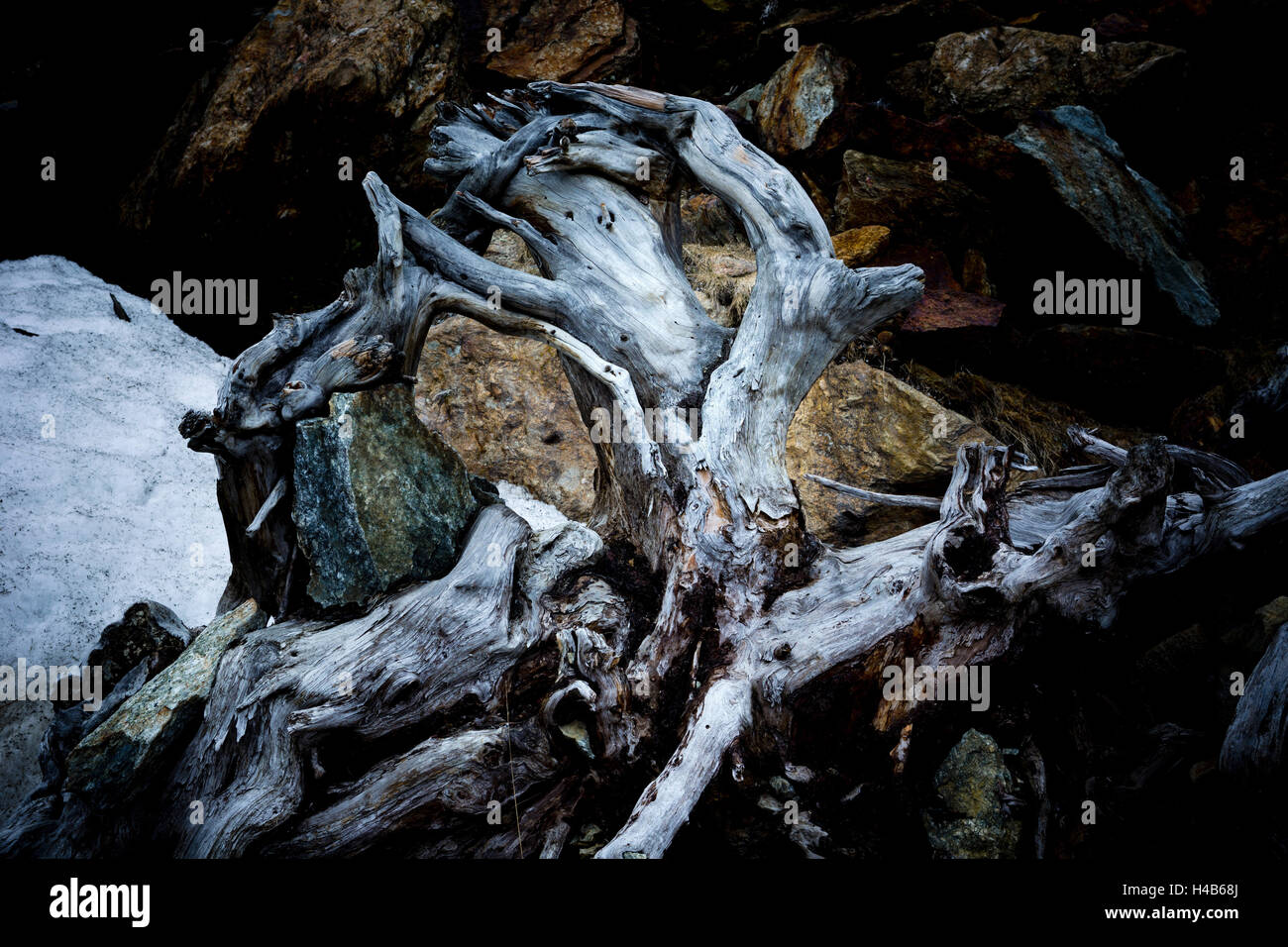Beaten tree hi-res stock photography and images - Alamy