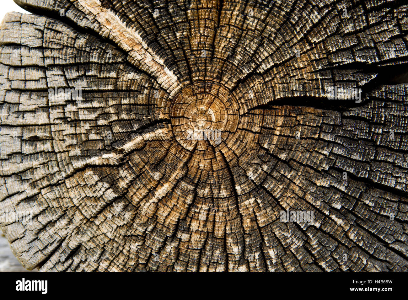 Weather-beaten growth rings of a tree-trunk Stock Photo - Alamy