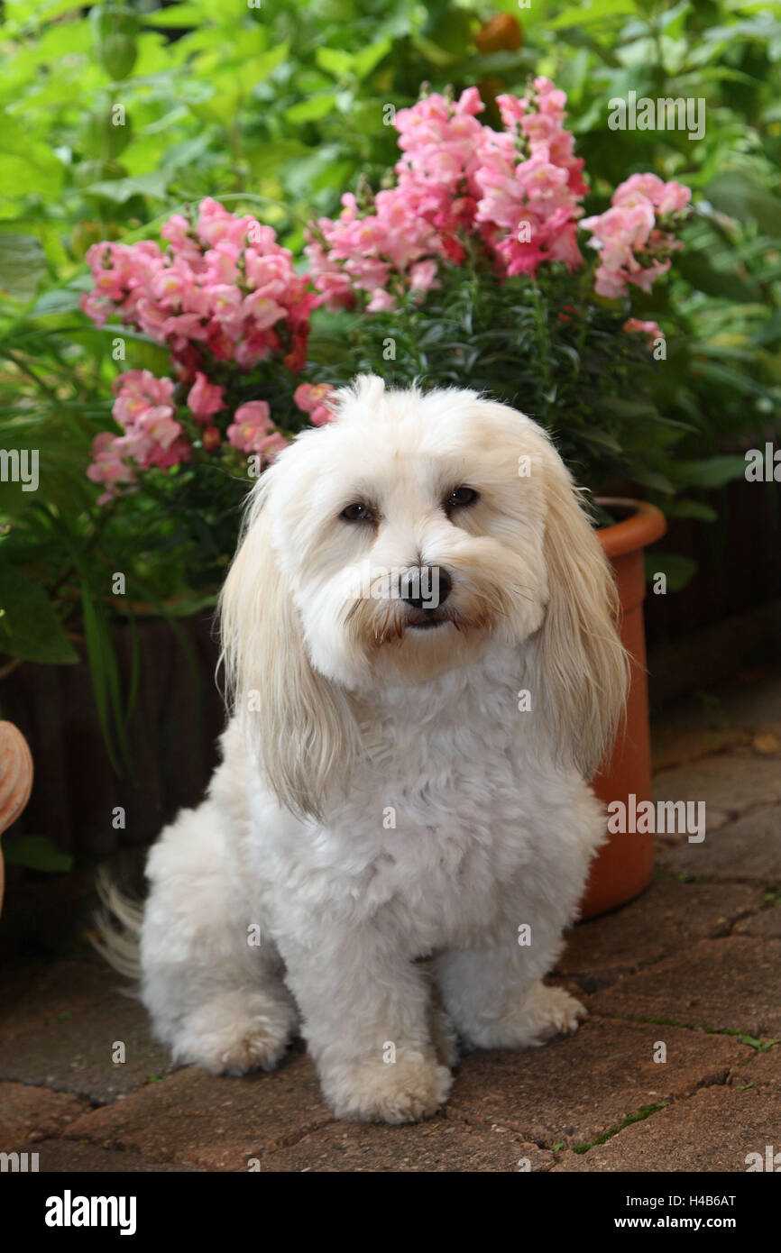 Dog, terrace, sit, flowers Stock Photo - Alamy