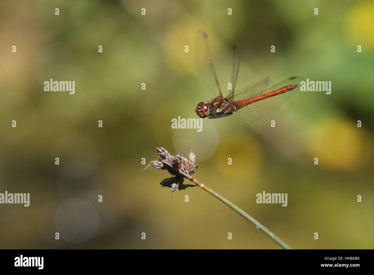 Dragonfly flight hi-res stock photography and images - Alamy