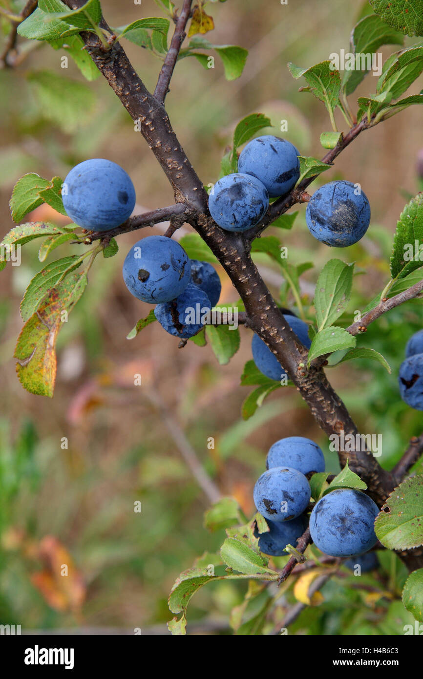 Sloe tree hi-res stock photography and images - Alamy