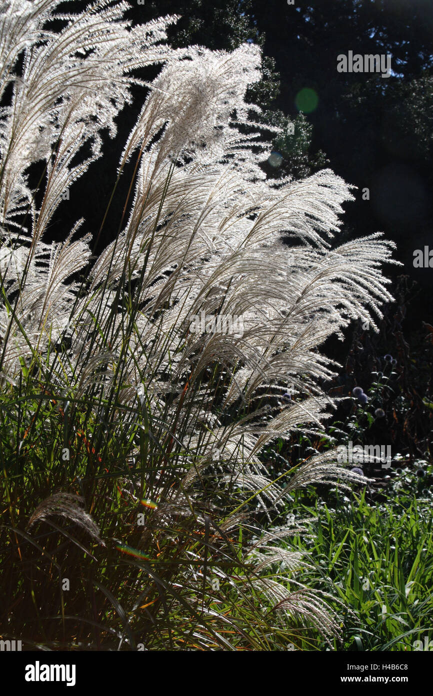 Reed sweet grass hi-res stock photography and images - Alamy