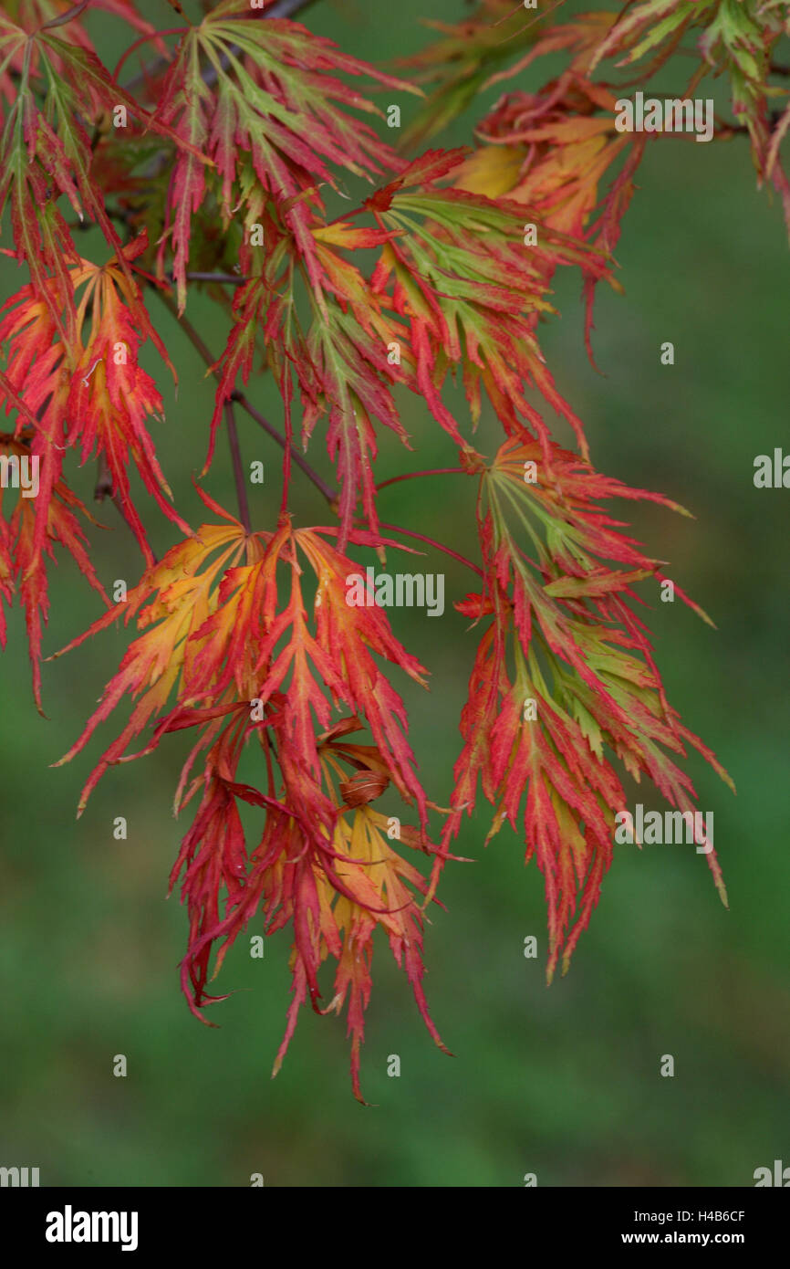 Professional maple, branch, leaves Stock Photo - Alamy
