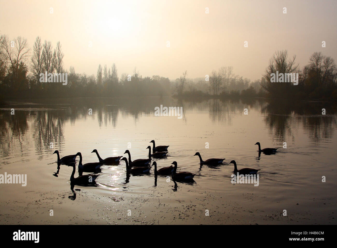 Canada geese, lake, autumn, evening sun Stock Photo - Alamy