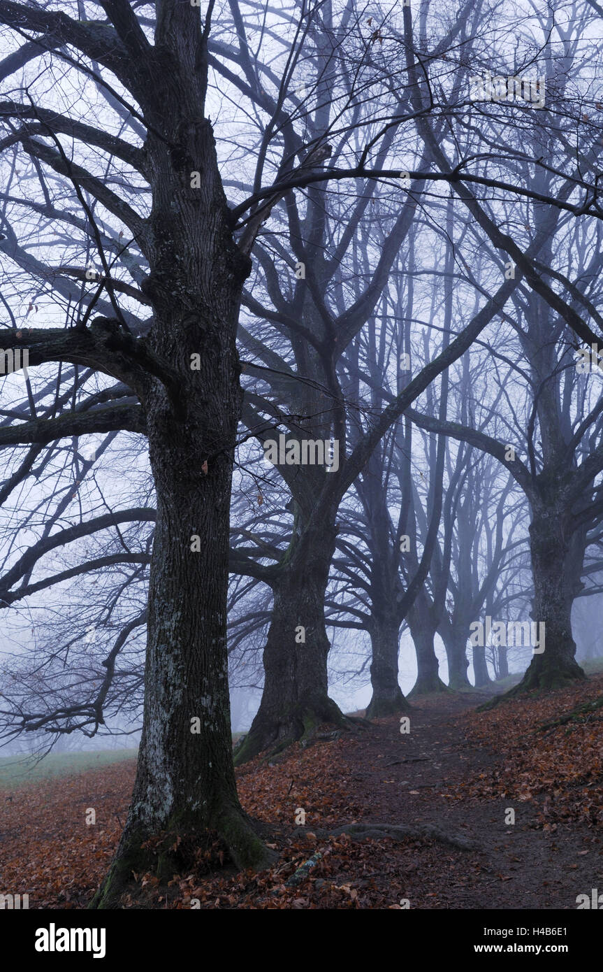 Black poplar trees hi-res stock photography and images - Alamy