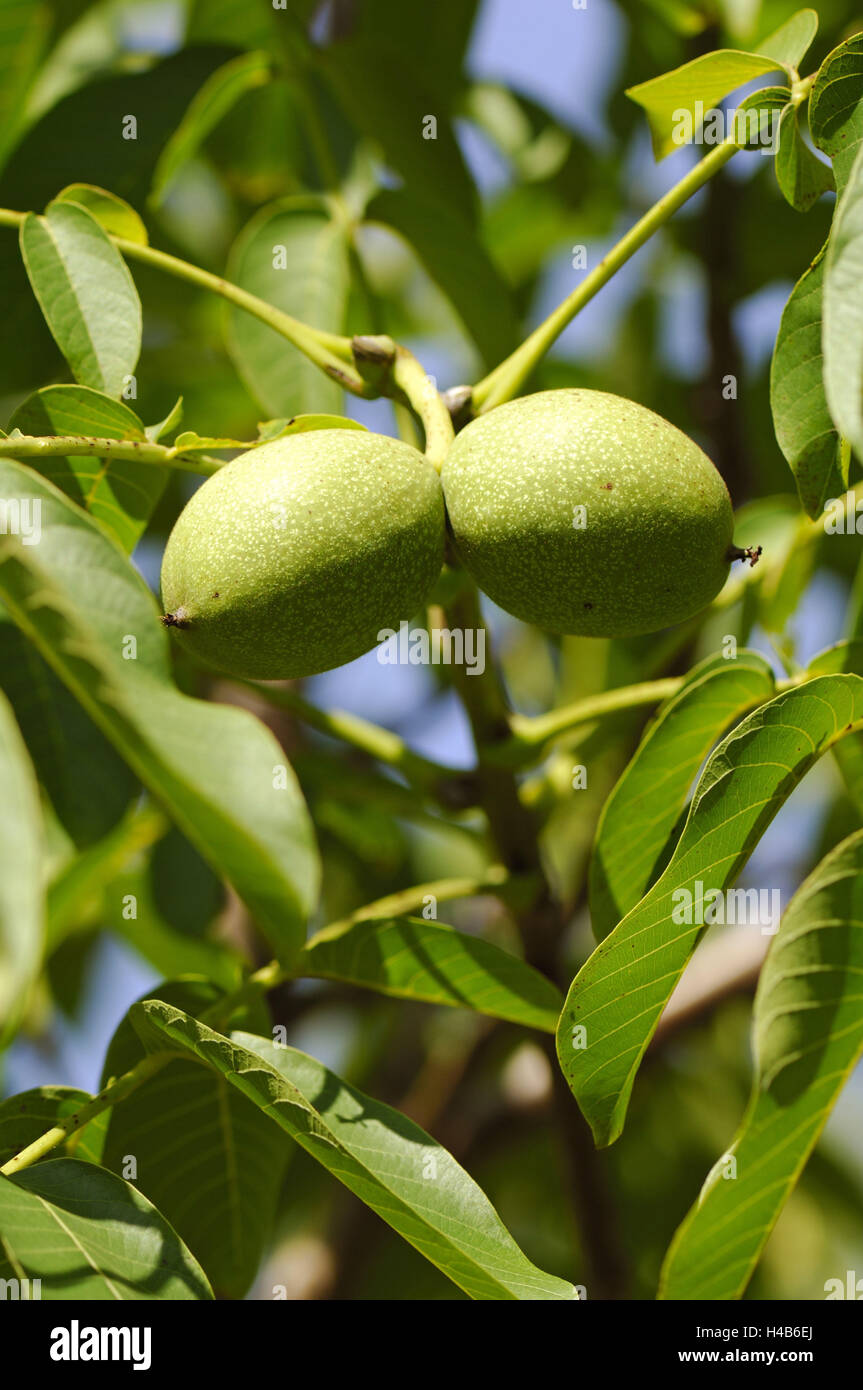 Walnut tree fruits hi-res stock photography and images - Alamy