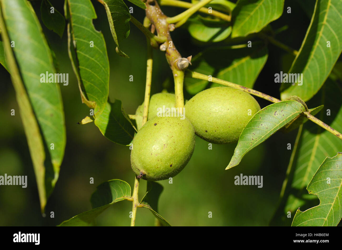 Walnut, detail, branch, fruits, immature Stock Photo - Alamy