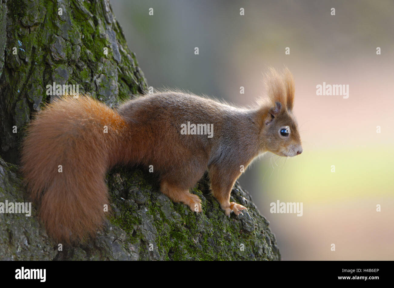 Squirrels, Sciurus vulgaris, tree Stock Photo - Alamy