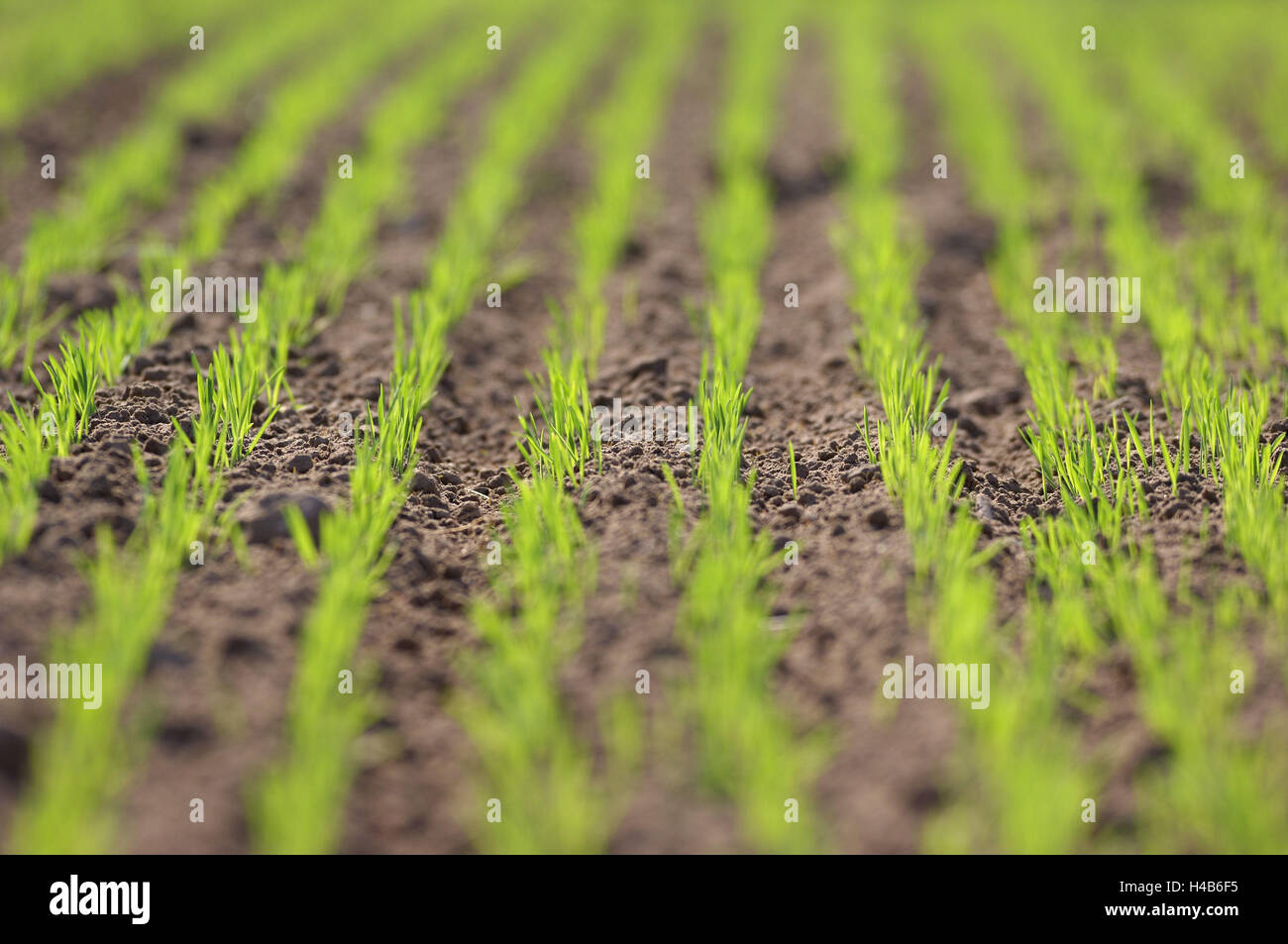 Keimlinge hi-res stock photography and images - Alamy