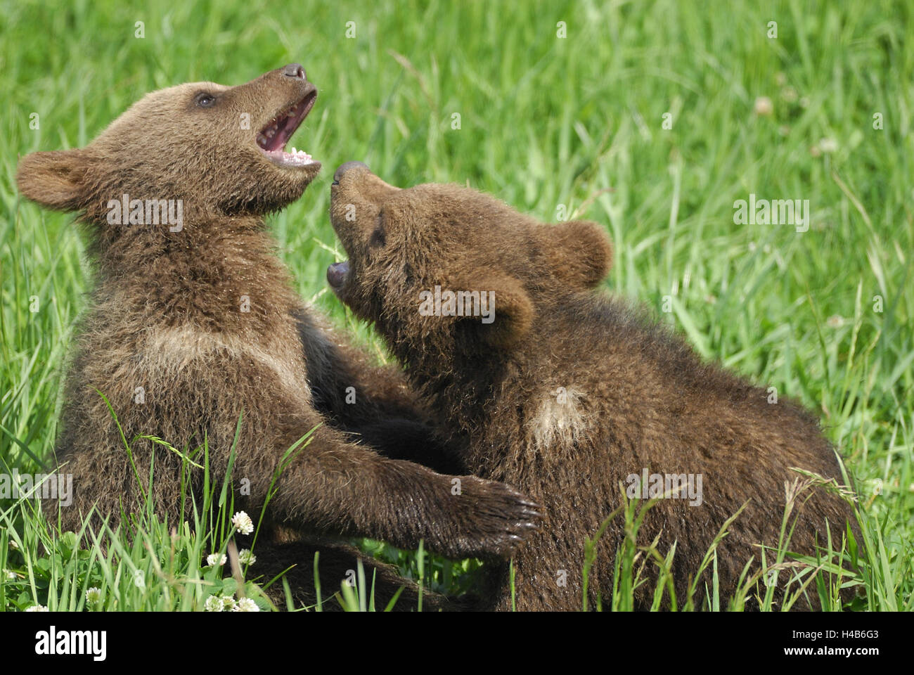 Brown bears, Ursus arctos, young animals, meadow, scuffle, play Stock ...