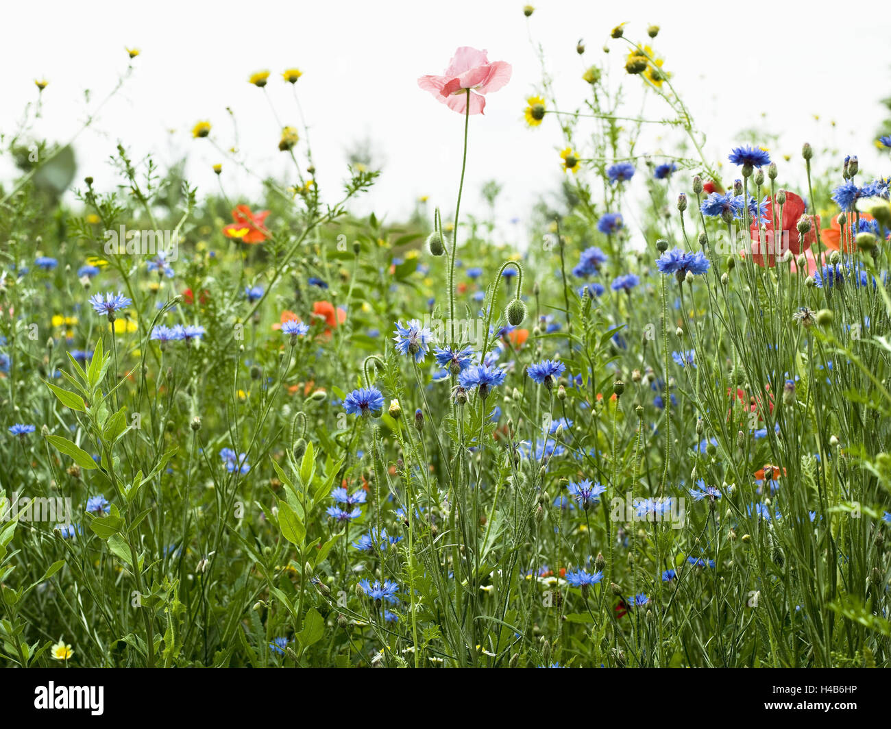 Flower meadow, summer Stock Photo - Alamy