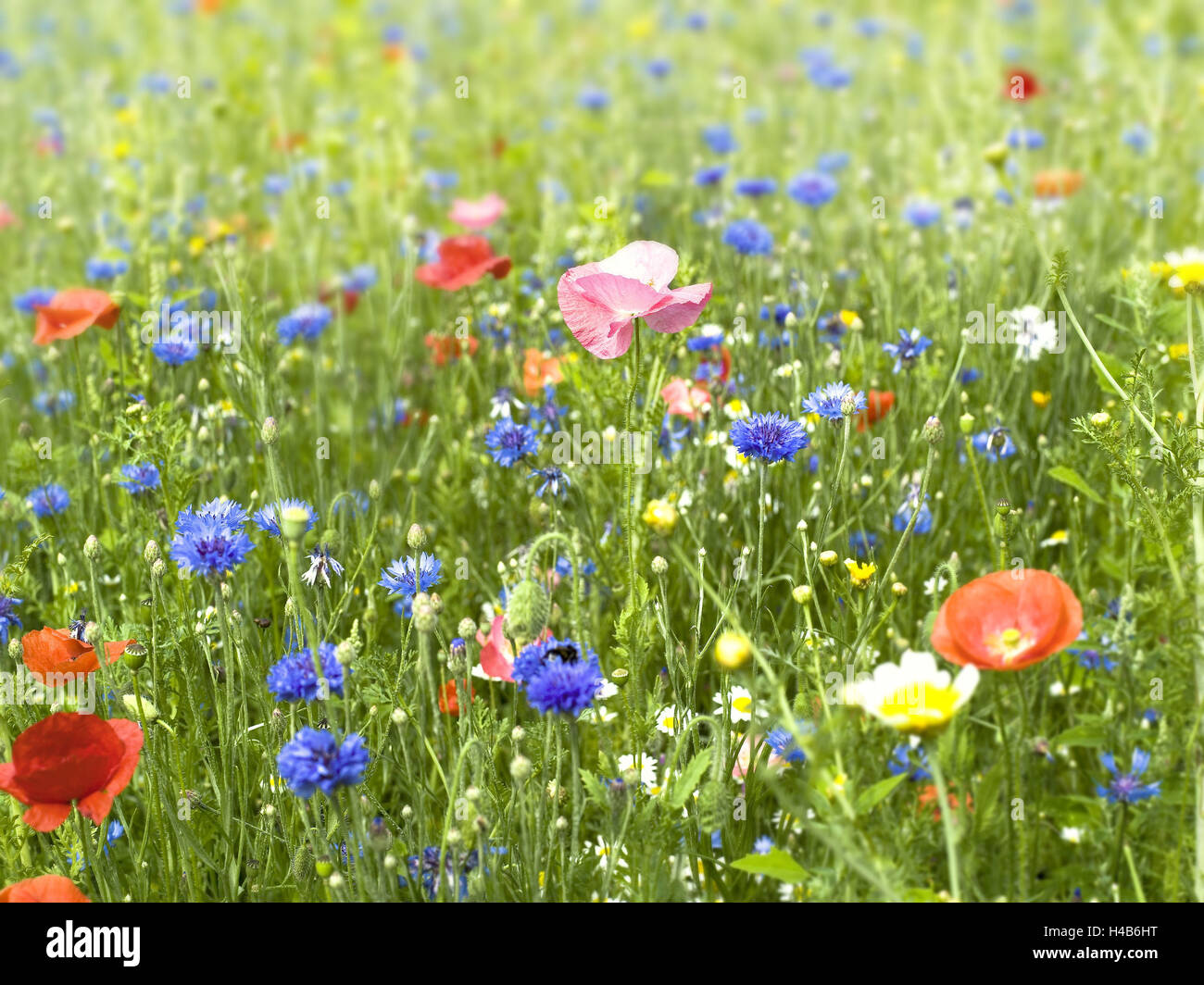 Flower meadow, summer Stock Photo - Alamy