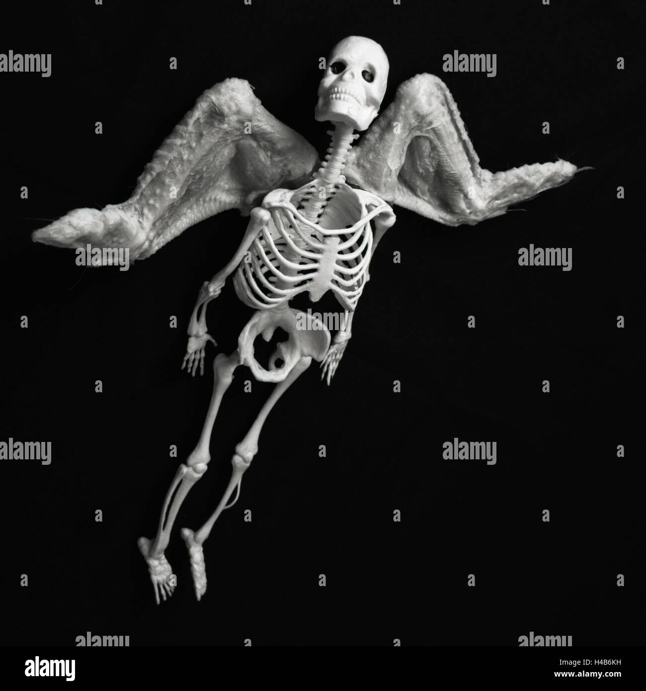 Chicken Skeleton