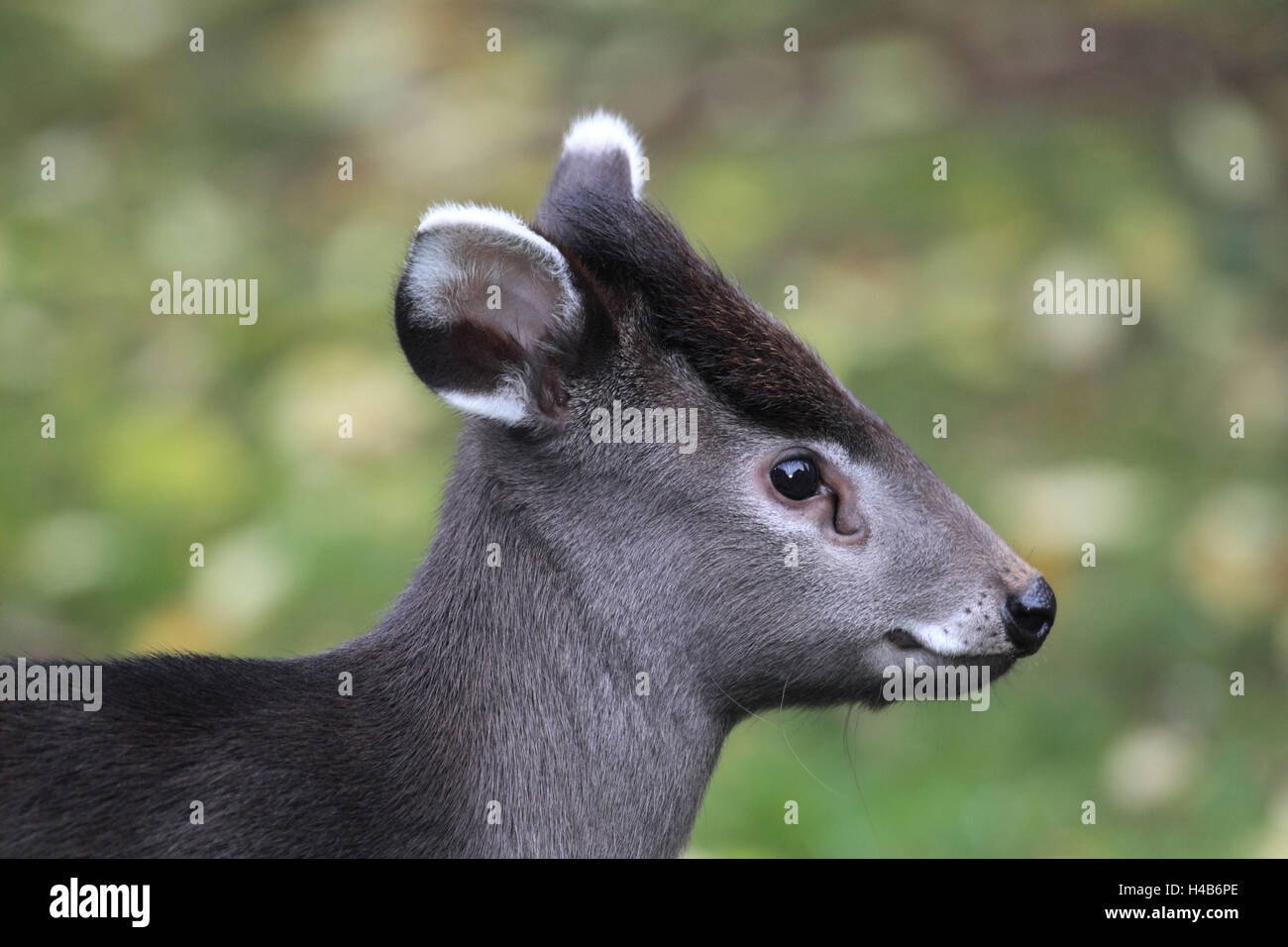 Deer hair hi-res stock photography and images - Alamy