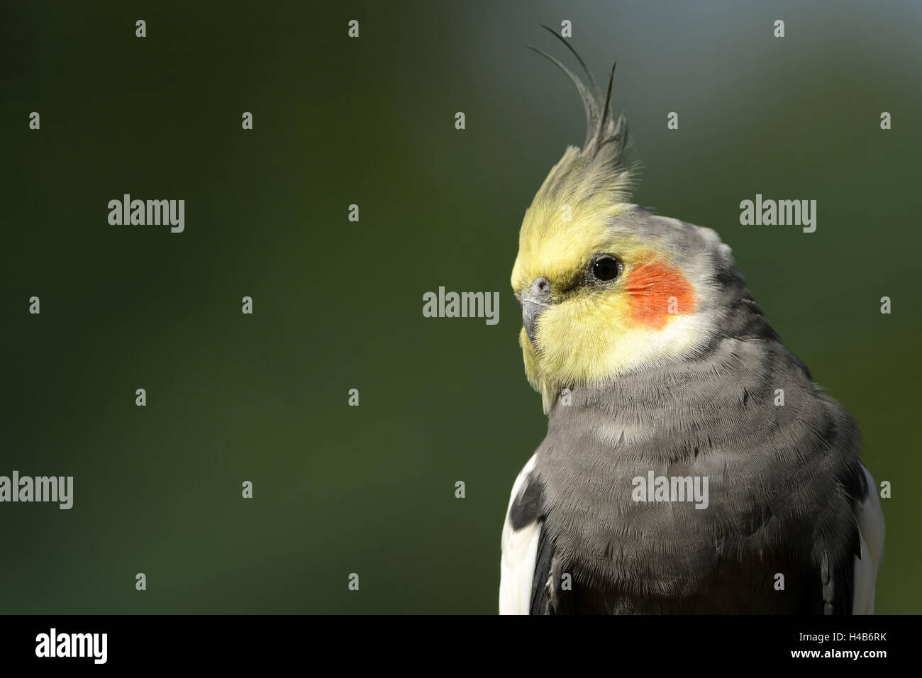 Nymphicus hollandicus hi-res stock photography and images - Alamy