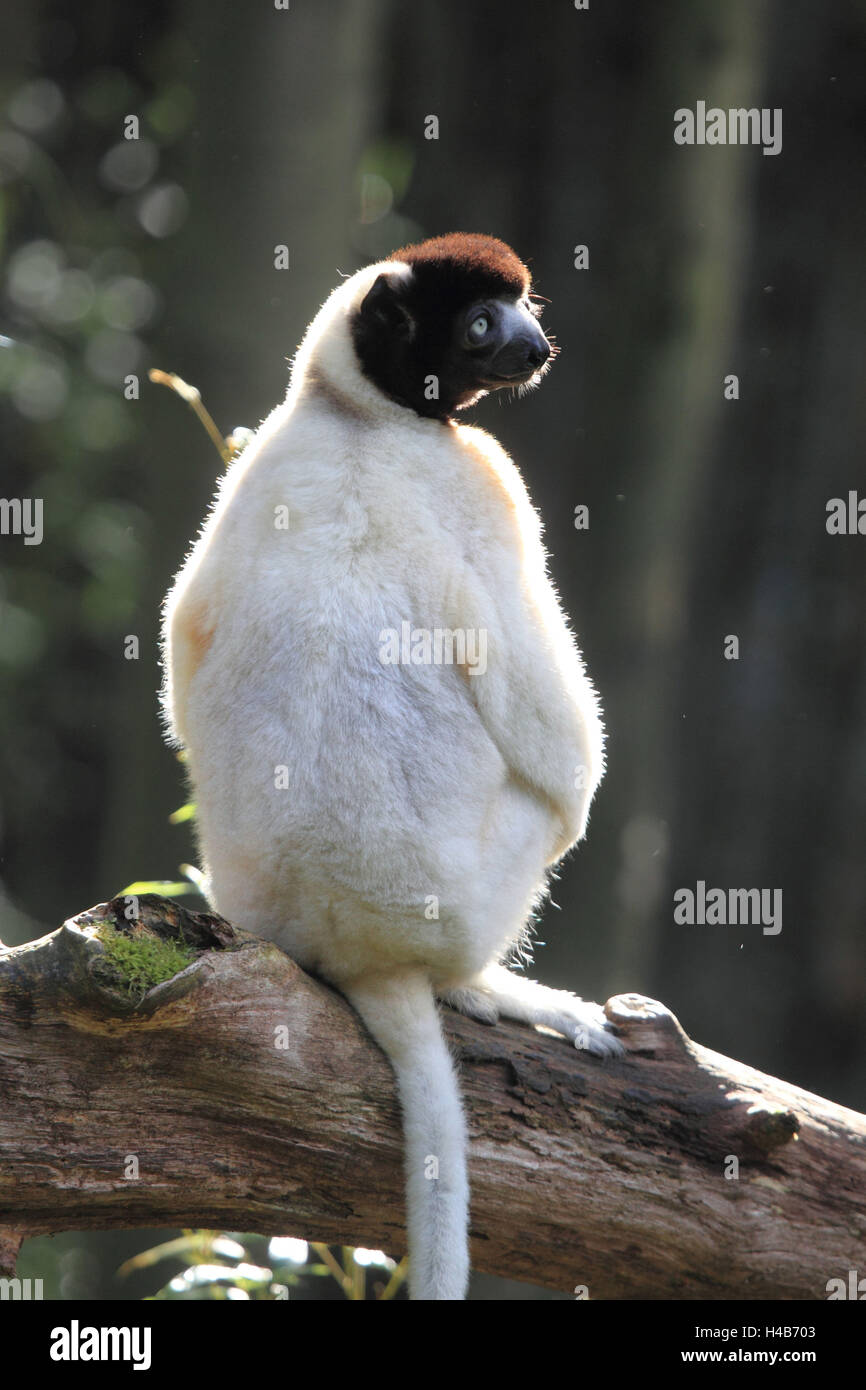 Animal primate mammal lemur sifaka hi-res stock photography and images ...