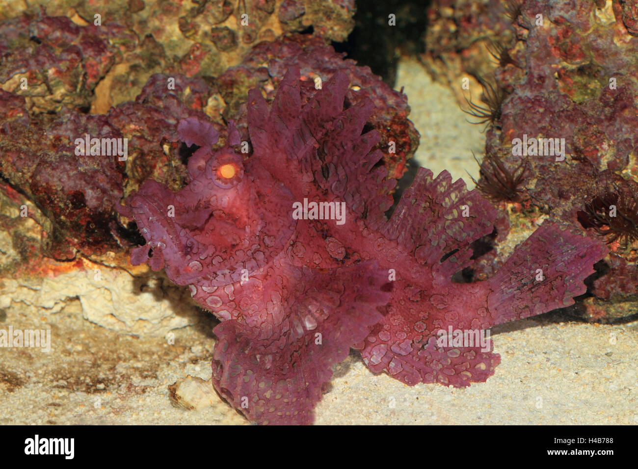 Weedy scorpionfish, Rhinopias frondosa Stock Photo - Alamy