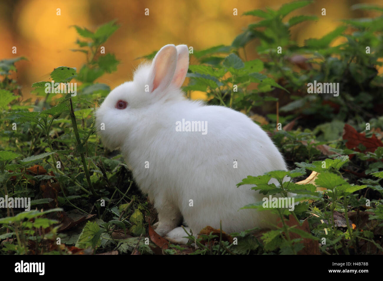 2012 rabbit hi-res stock photography and images - Alamy