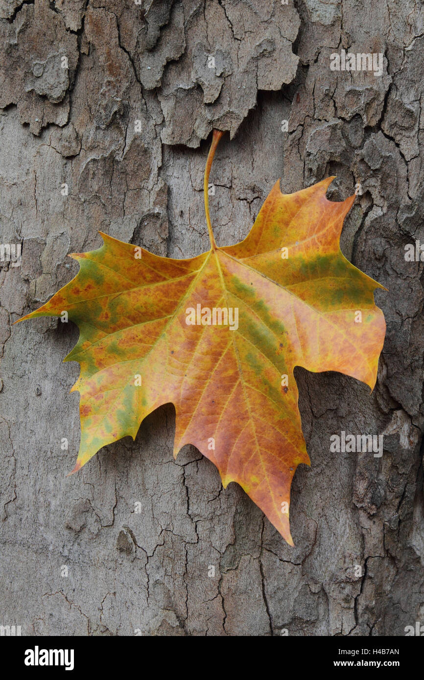 Plane trunk hi-res stock photography and images - Alamy
