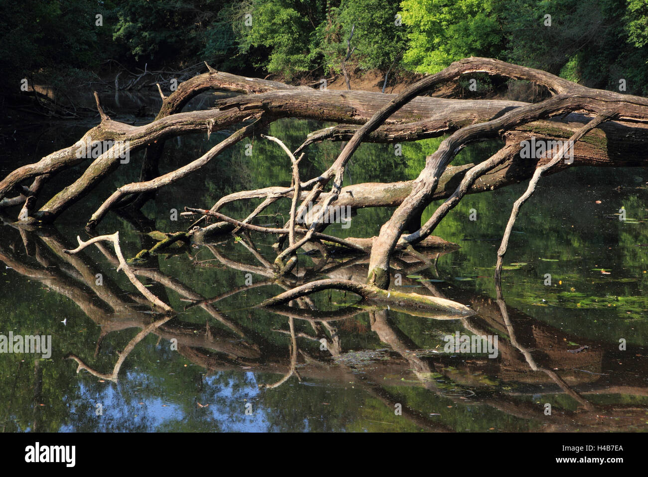 Meadow scenery in summer Stock Photo - Alamy