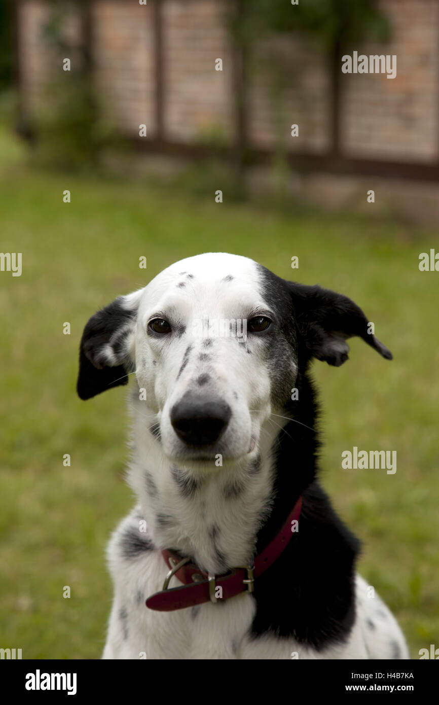 Dog, hybrid, black-and-white, mottled, portrait, outside Stock Photo ...
