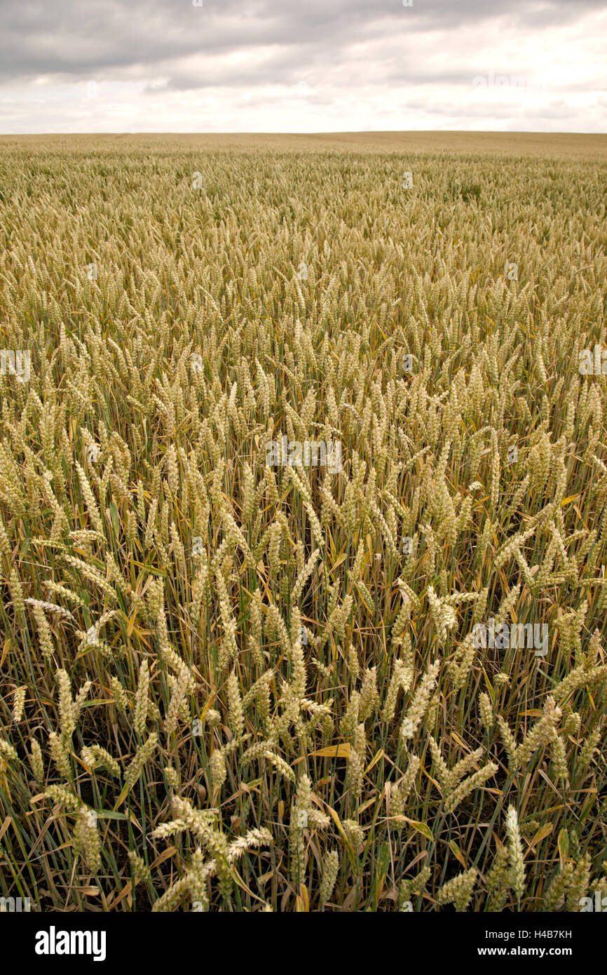 Grain field, rye, agriculture, nature Stock Photo - Alamy
