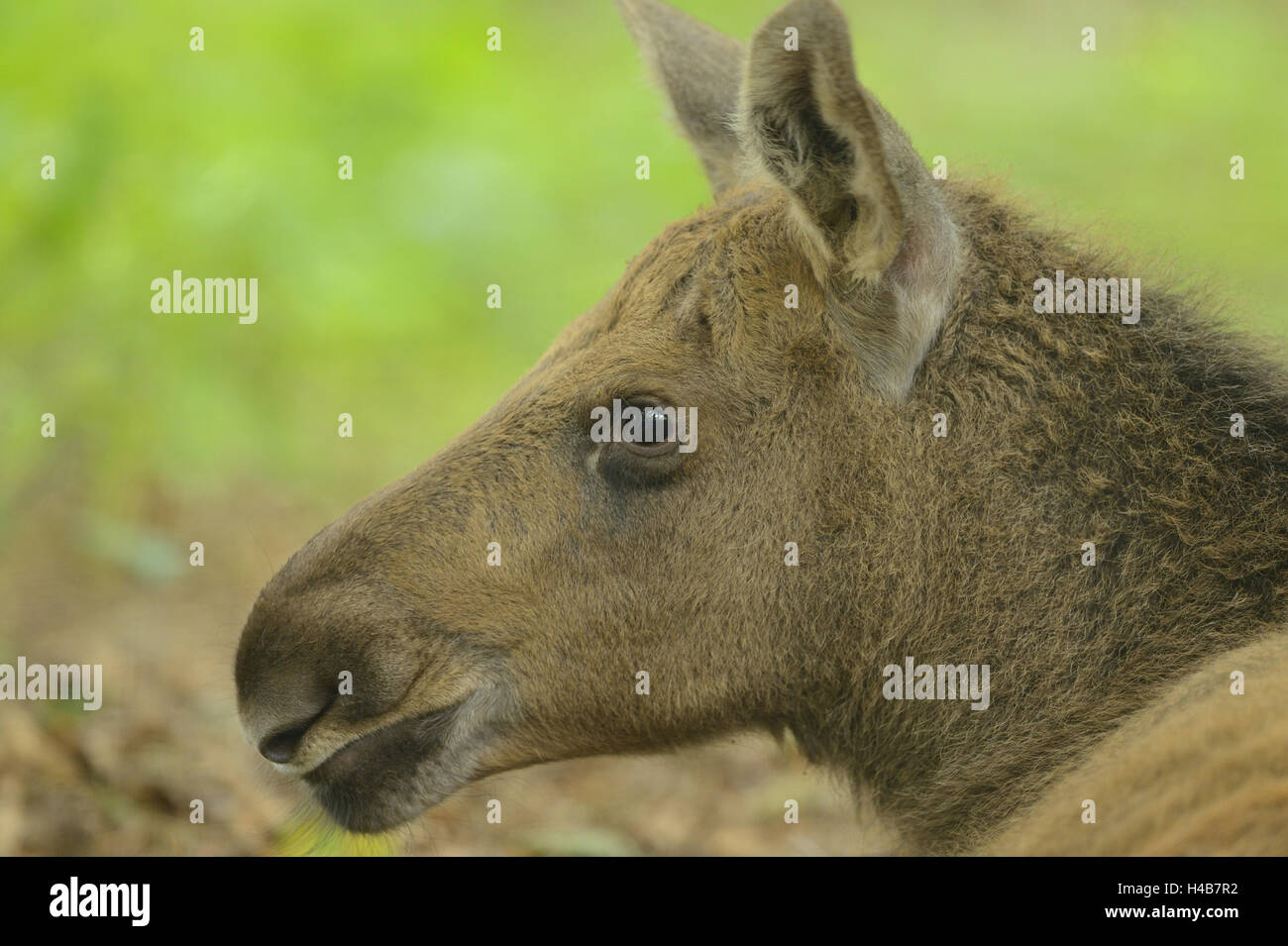 Elk, Alces alces, young animal, portrait, at the side Stock Photo - Alamy
