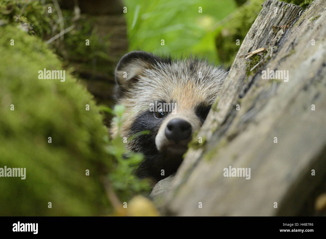 Marten's dog, Nyctereutes procyonoides, portrait, head-on, view camera ...