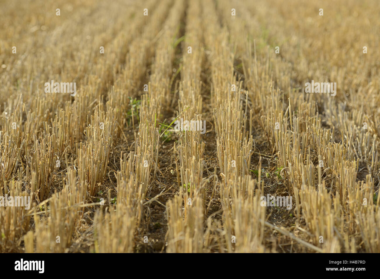 Scenery, grain-field, harvested, Germany Stock Photo - Alamy