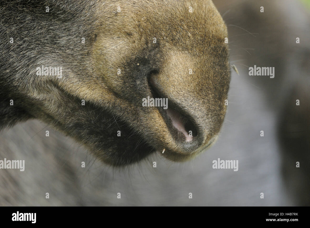 Elk, Alces alces, nose, at the side, detail Stock Photo - Alamy