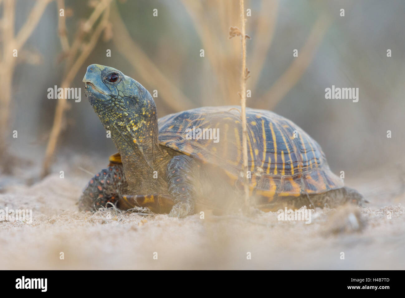 Male Desert Box Turtle, (Terrapene ornata luteola), Bosque del Apache ...