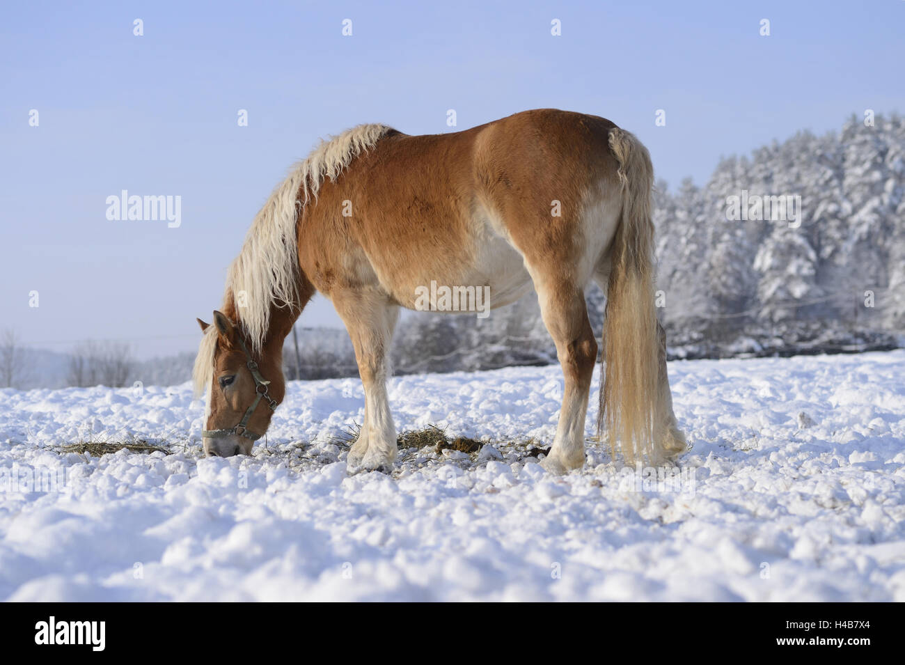 Haflinger, fox, winter, grass, eat Stock Photo - Alamy