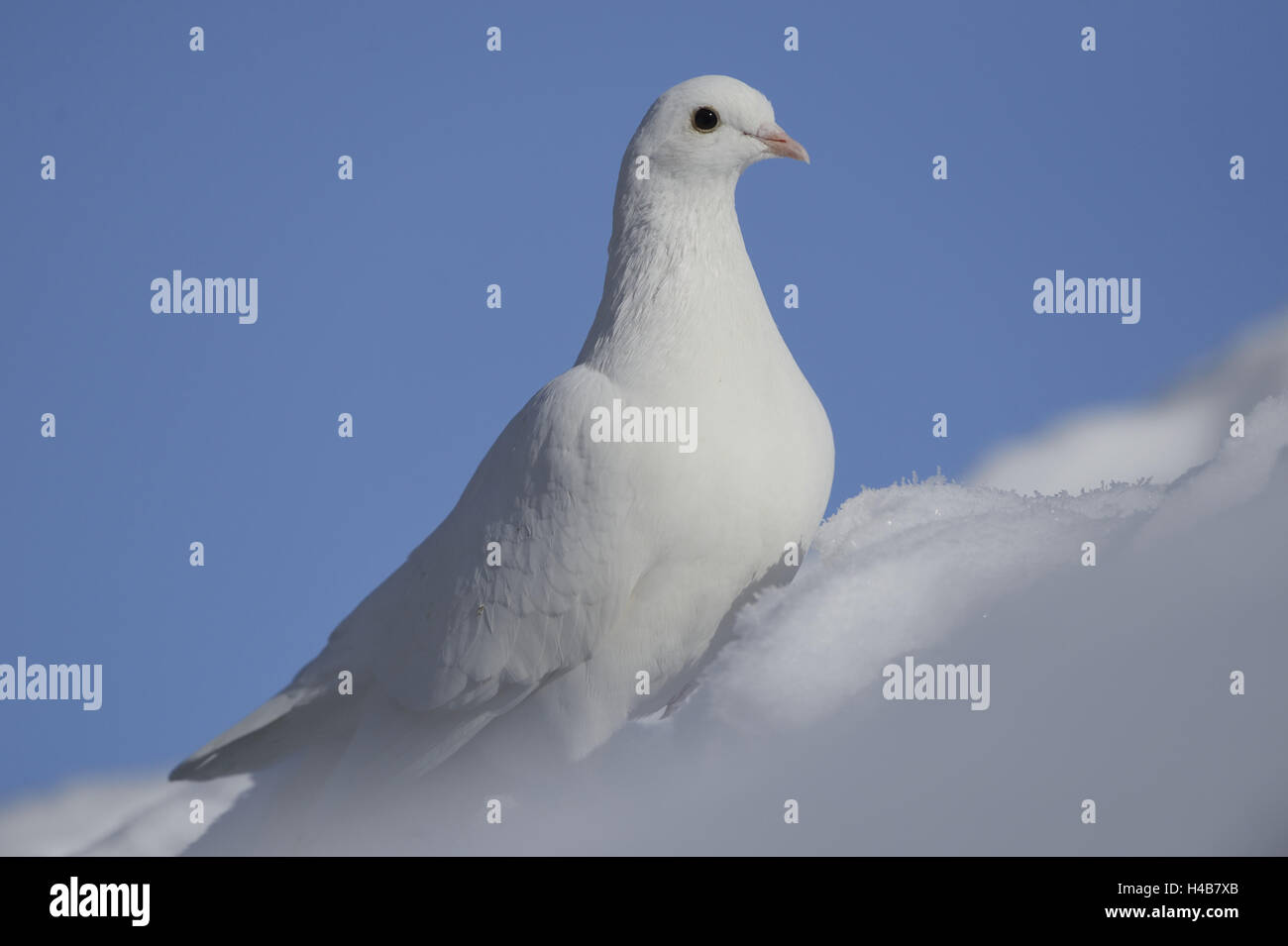 Peacock's pigeon, pigeon, Columbidae, white, snow, sit, at the side ...