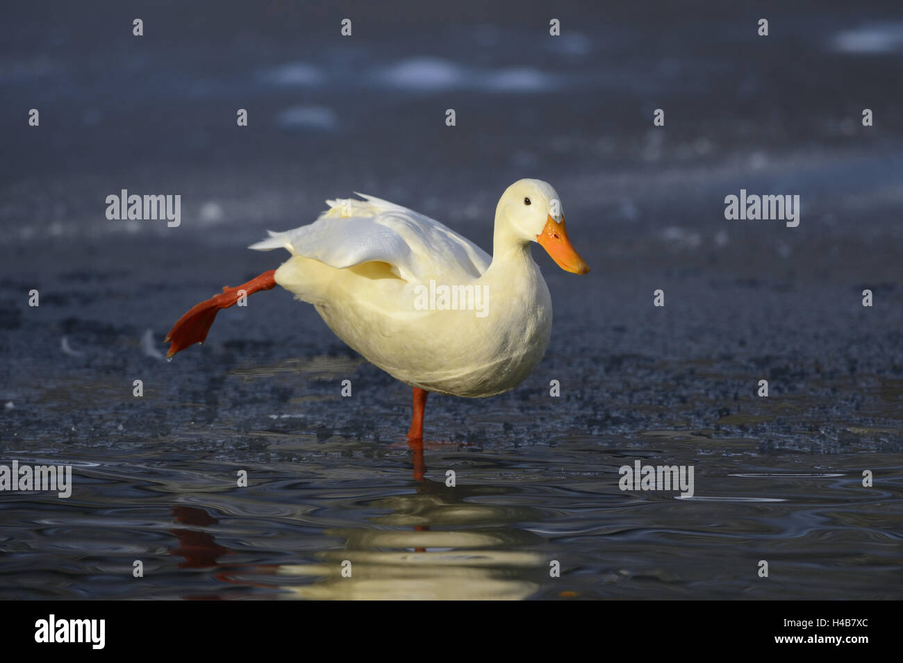 Peking duck, house duck, duck, white, water, E sharp, stands, head-on ...