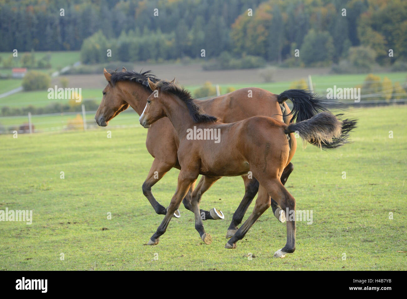 Horses, Bavarian warm blood, meadow, run, at the side Stock Photo - Alamy