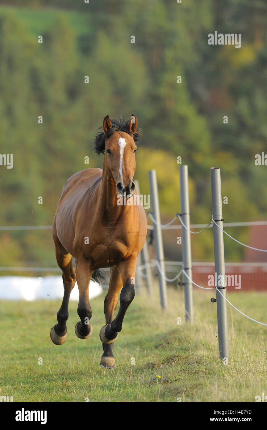 Horse, Bavarian warm blood, meadow, run, head-on, view camera Stock ...