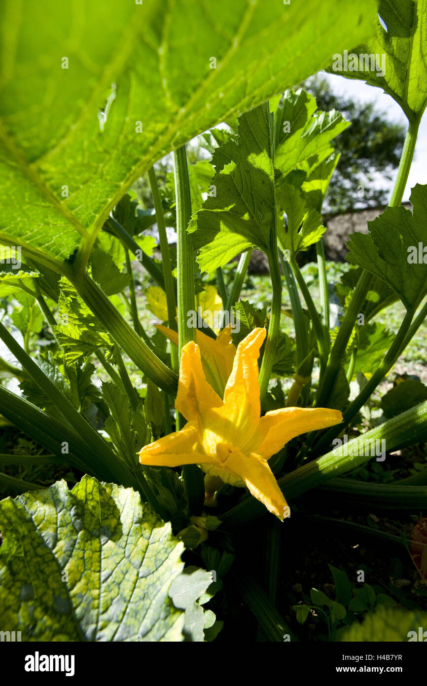 Courgette flower, vegetable garden, medium close-up Stock Photo - Alamy