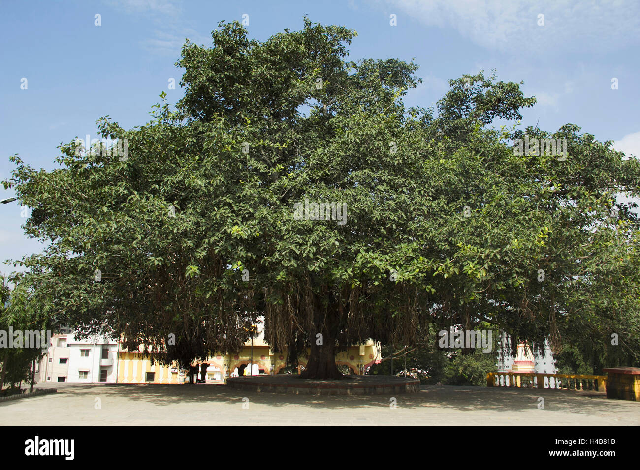 Banyan tree temple hi-res stock photography and images - Alamy