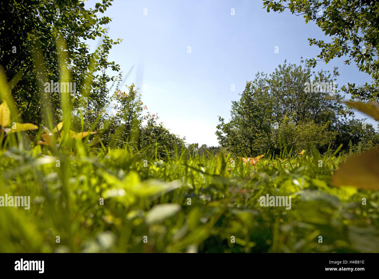 Lawn, grass, nature, summer Stock Photo - Alamy