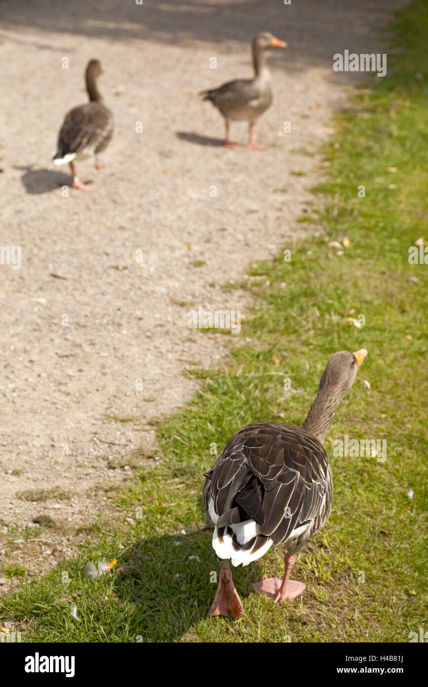 Nature, park, animals, birds Stock Photo - Alamy