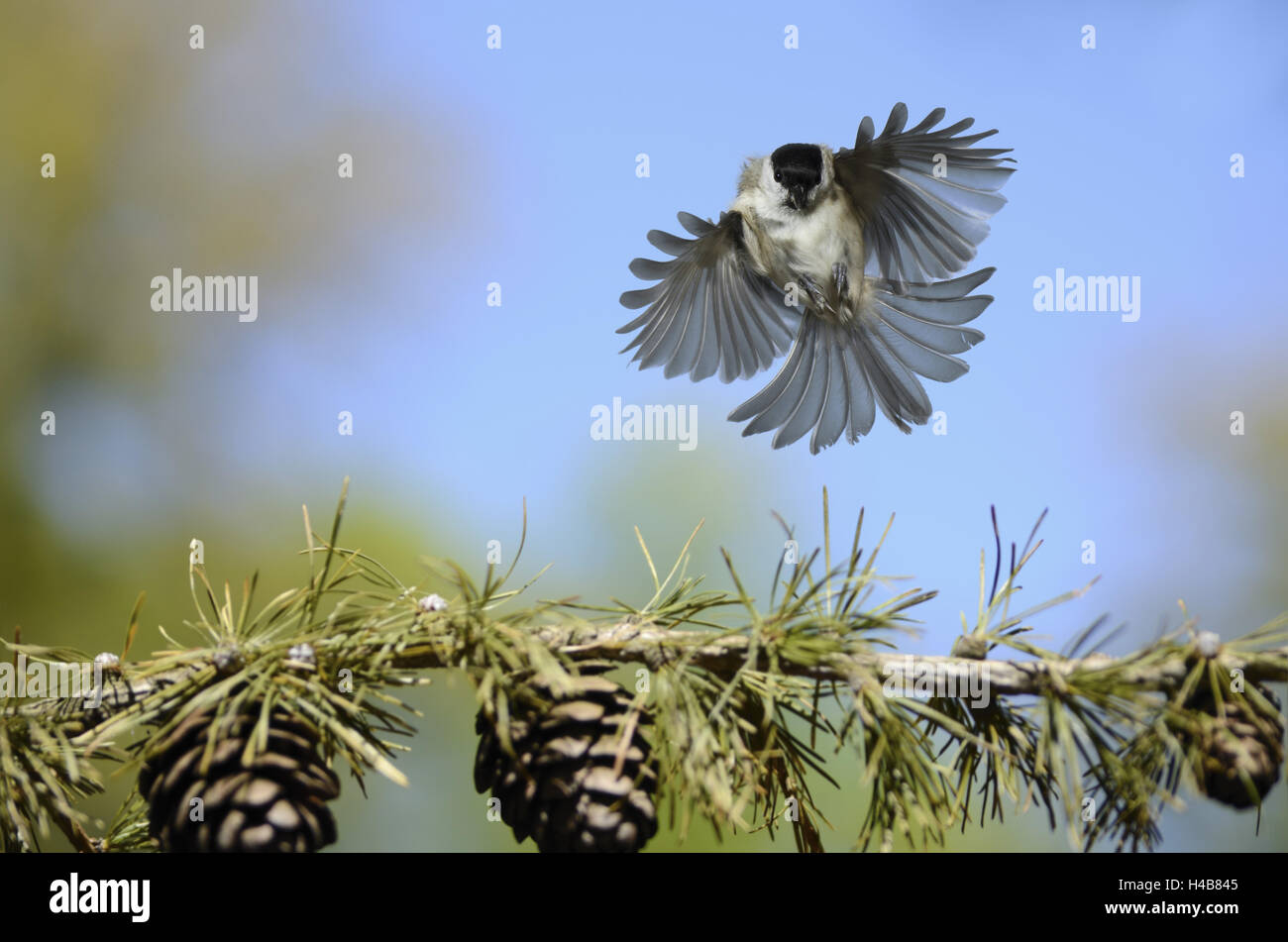 Marsh titmouse hi-res stock photography and images - Alamy