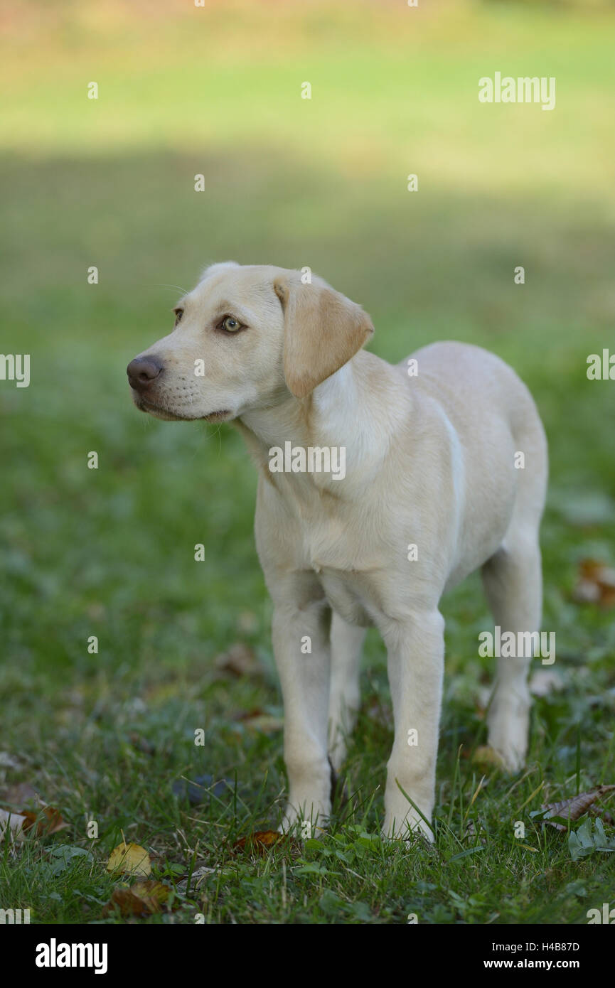 Labrador retrievers, puppy, meadow, stand, head-on, half tread Stock ...