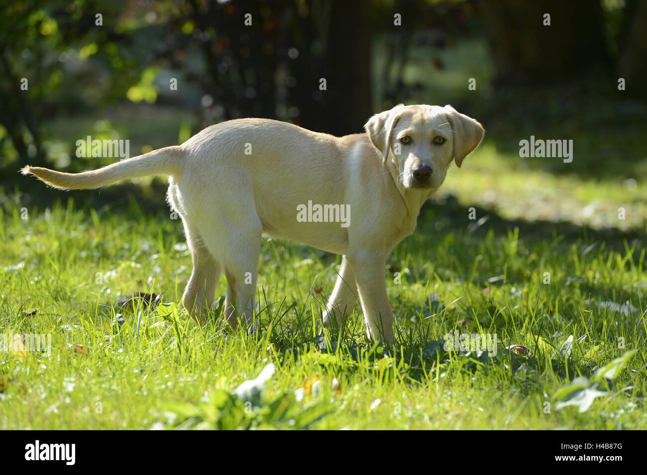 Labrador puppy close look hi-res stock photography and images - Alamy