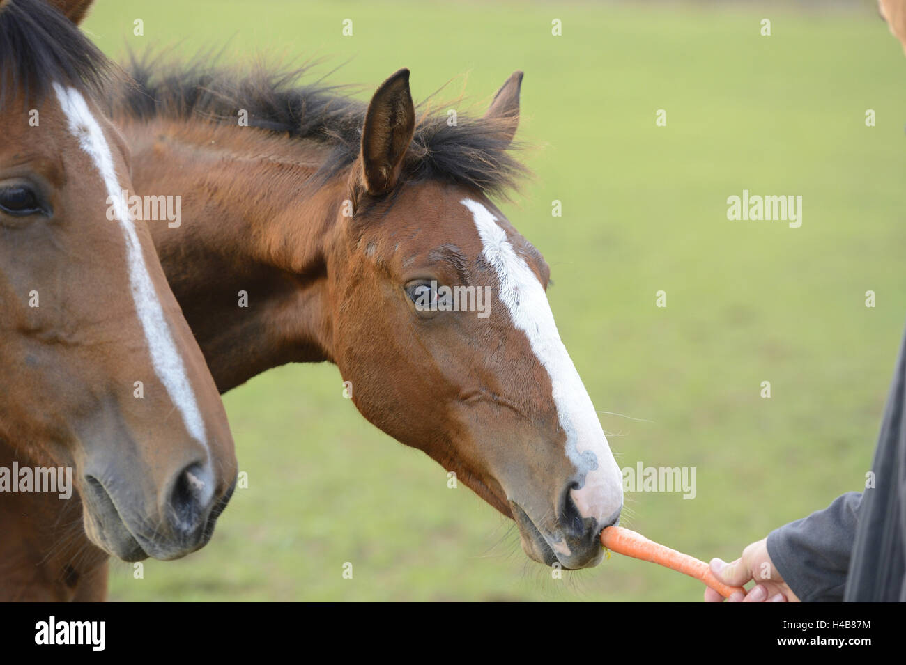 Horse, Bavarian warm blood, carrot, feed, portrait, at the side Stock ...