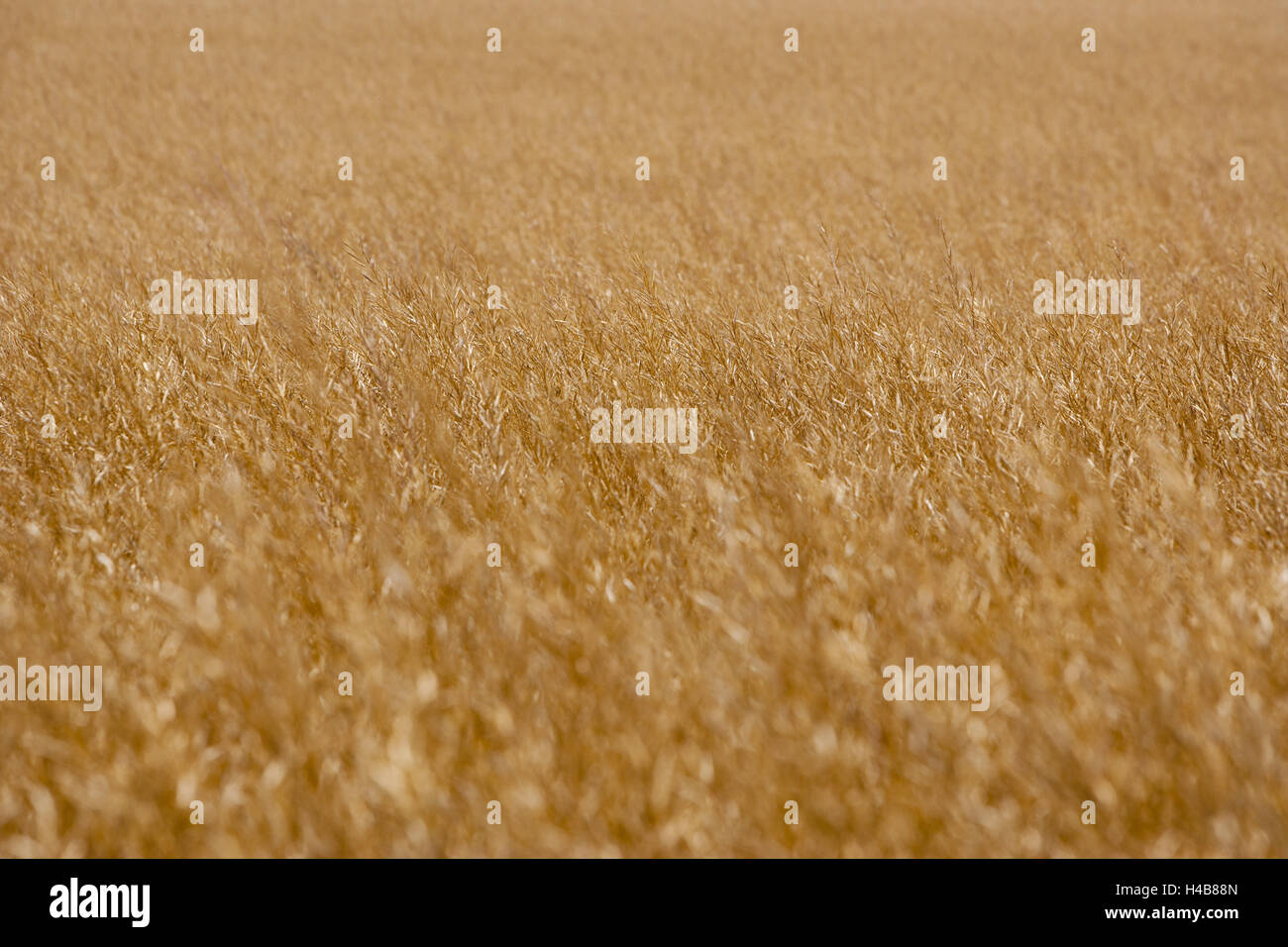 Variety grain hi-res stock photography and images - Alamy