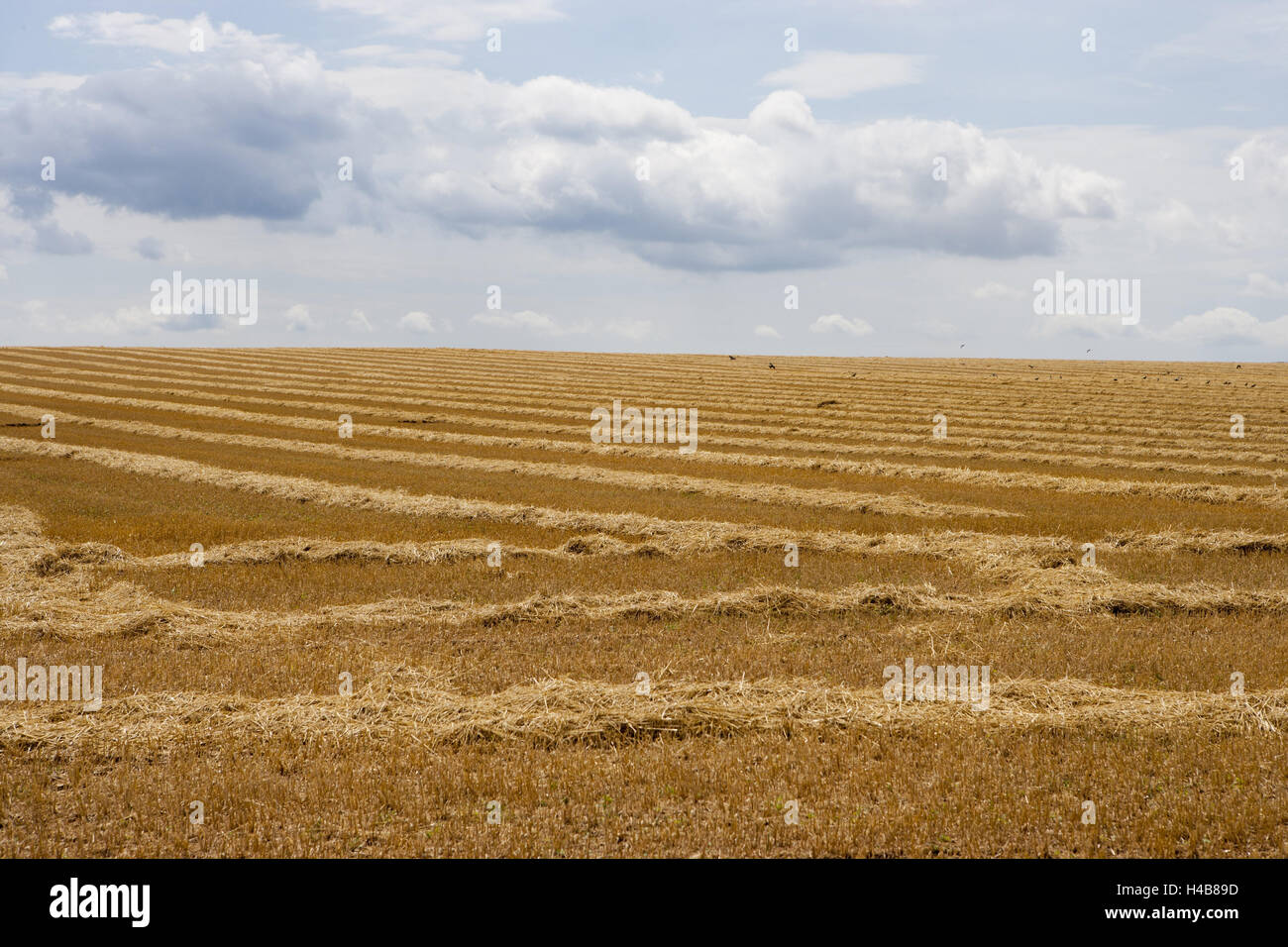 Mowed grain hi-res stock photography and images - Alamy