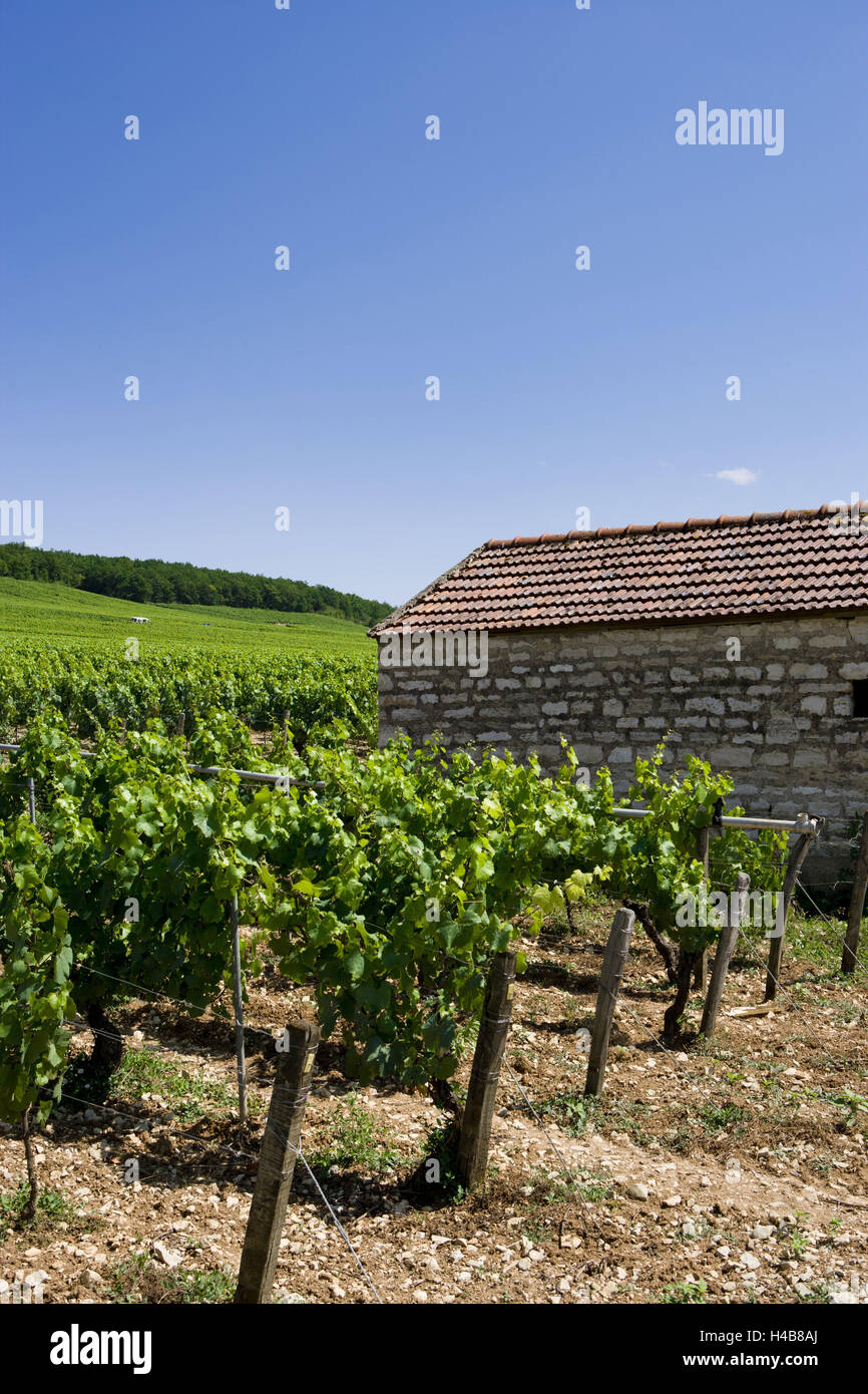 Chablis france vineyard hi-res stock photography and images - Alamy