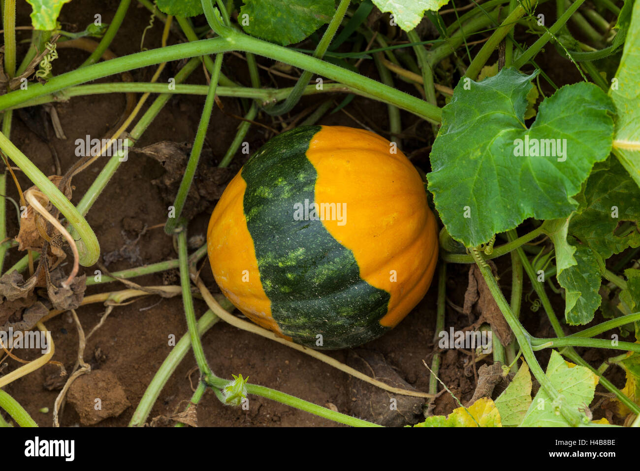 Ripe fancy bi-color squash Stock Photo - Alamy