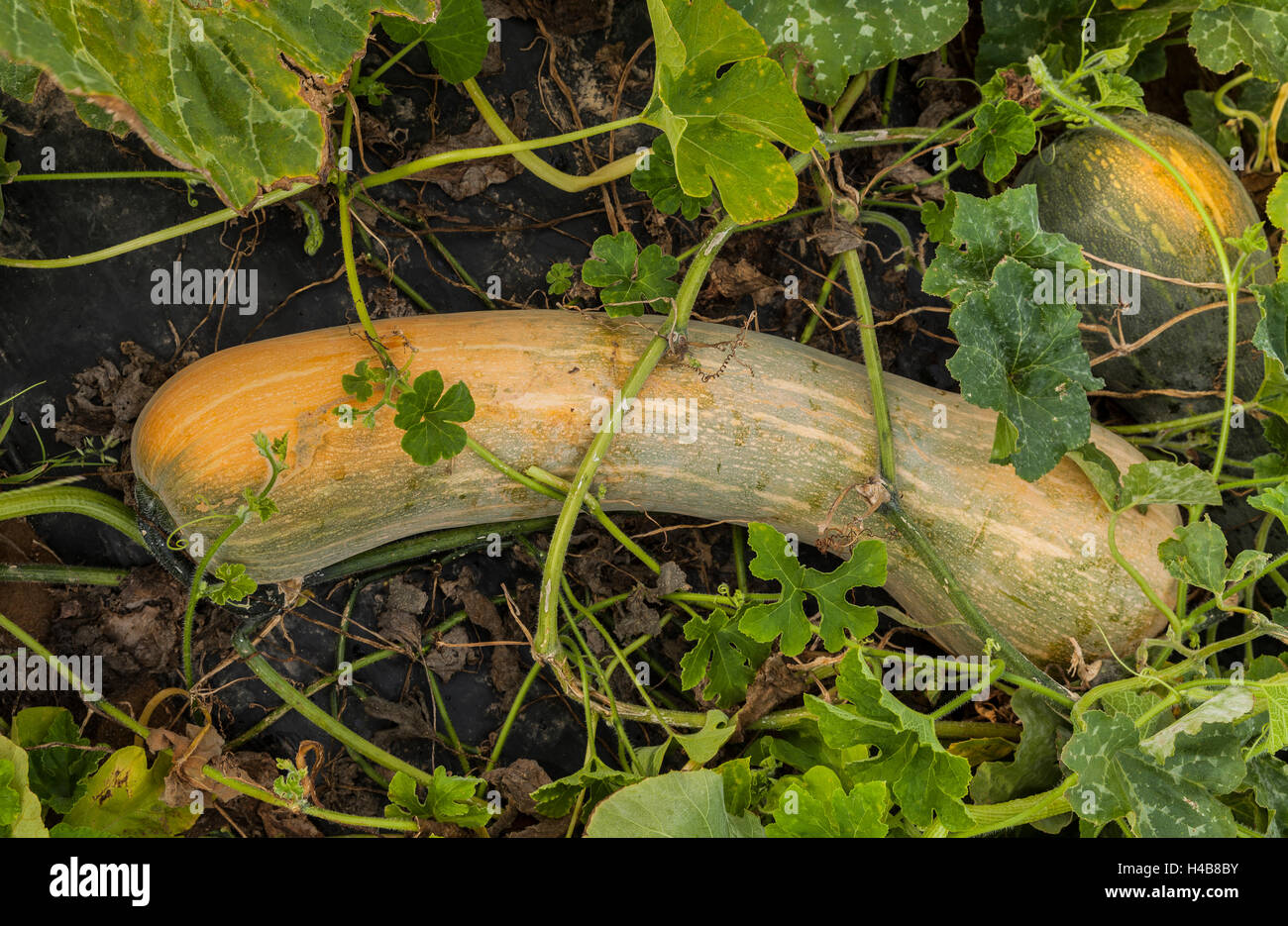 Ripe squash hi-res stock photography and images - Alamy